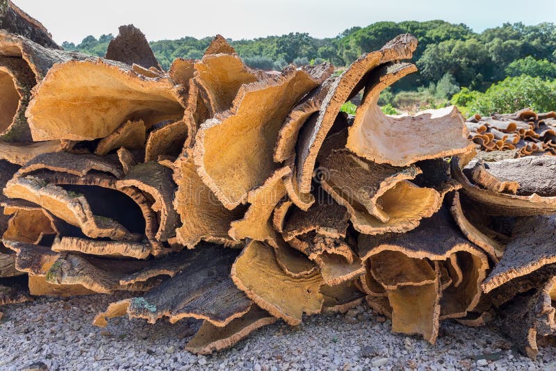 Cork Oak Tree with Layers of Cork Bark on Trunk Stock Photo - Image of ...