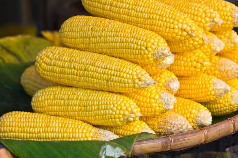 Heap of Corn stock image. Image of plant, sweetcorn, crop - 26131961