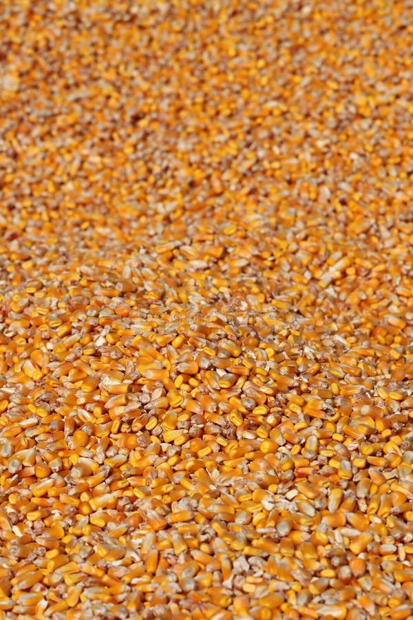 Heap of Corn Crop after Harvest Stock Image - Image of natural, heap ...