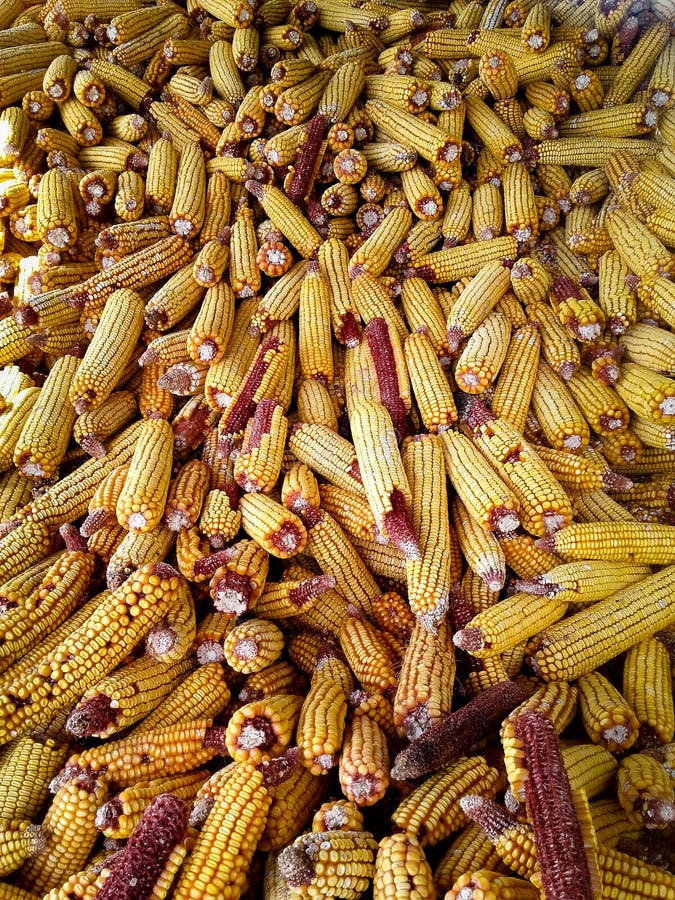Heap of Corn Harvested in the Barn Stock Photo - Image of decay, cattle ...
