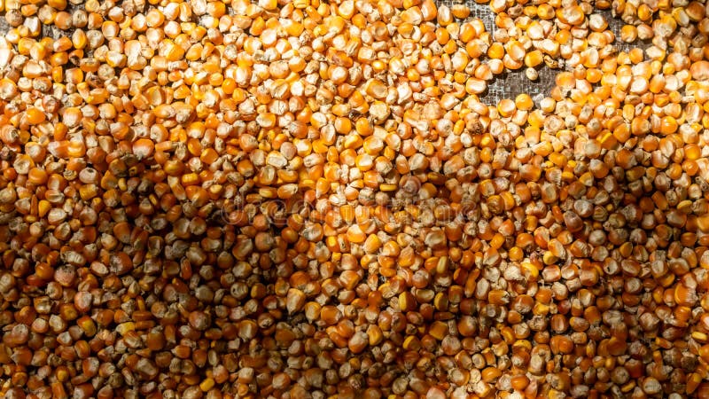 Heap of Corn Kernels As Background Stock Photo - Image of crop, food ...