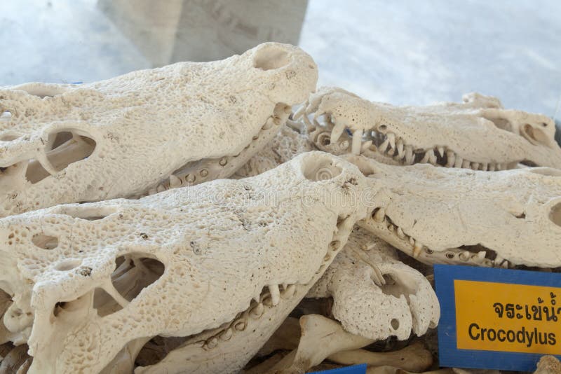 Heap of crocodile bone editorial stock photo. Image of amphibian - 25094488
