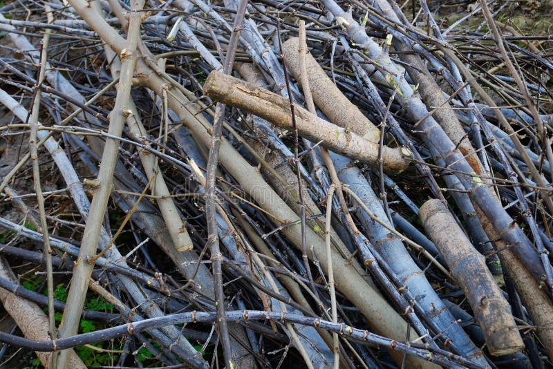 Heap of Cutting Branches and Twigs Stock Photo - Image of natural ...