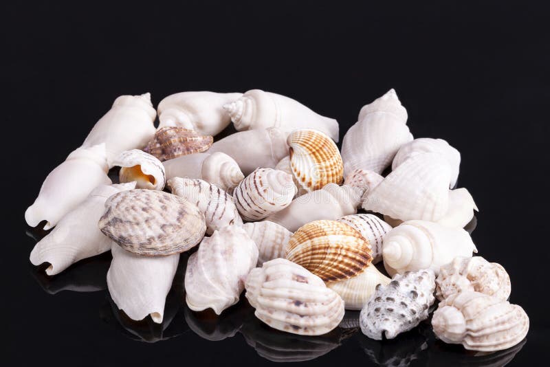 Heap of Different Kind of Small Sea Shells Isolated on Black Background ...