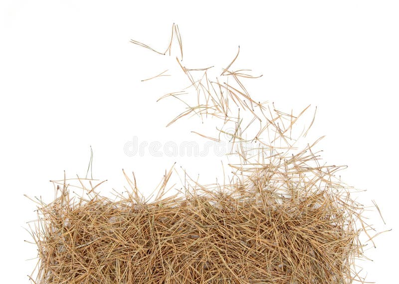 Pile of Pine Needles Isolated on White Background. Stock Image - Image ...