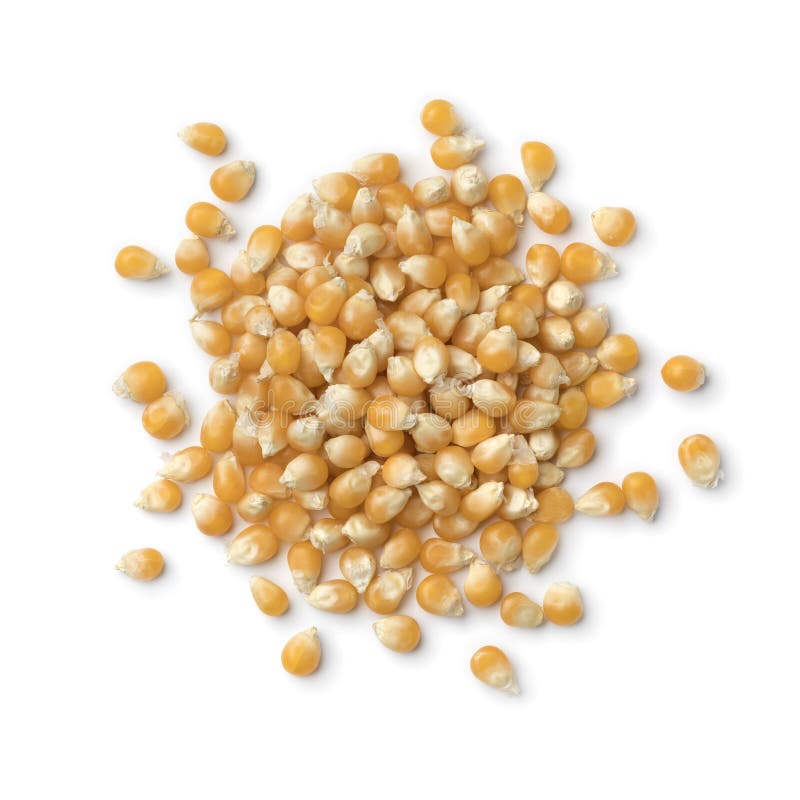 Dried Corn Kernels Placed on a White Background. Corn for Popcorn Stock ...