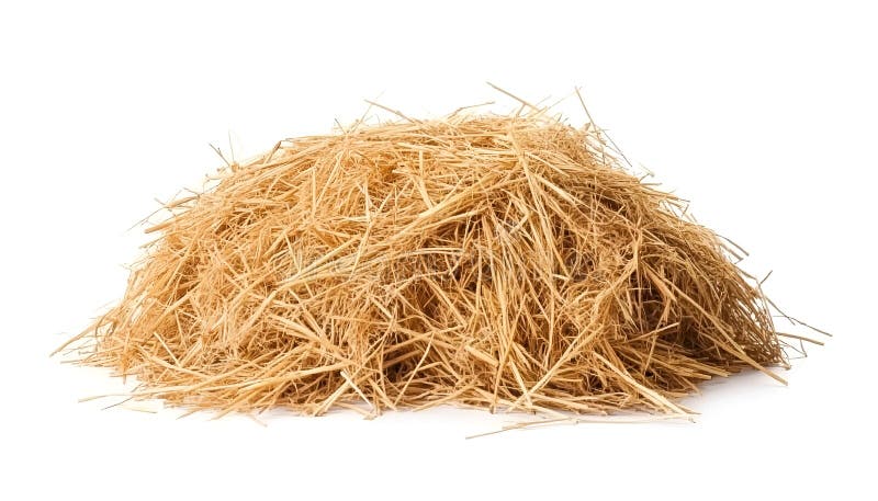Heap of Dried Hay on White Background Stock Photo - Image of ...