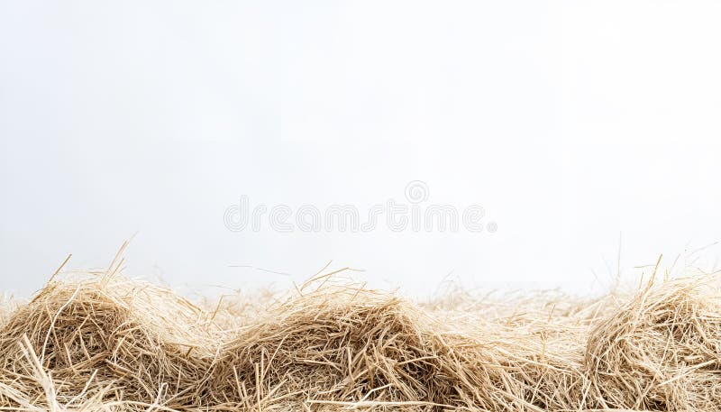 Heap of Dried Hay on White Background Stock Image - Image of yellow ...