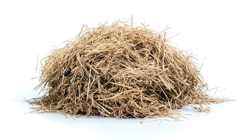 Heap of Dried Hay on White Background Stock Photo - Image of animal ...