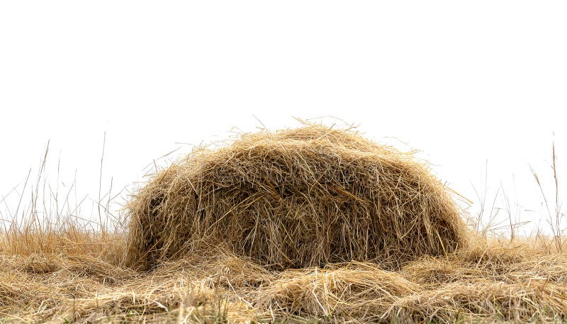 Heap of Dried Hay on White Background Stock Image - Image of animal ...