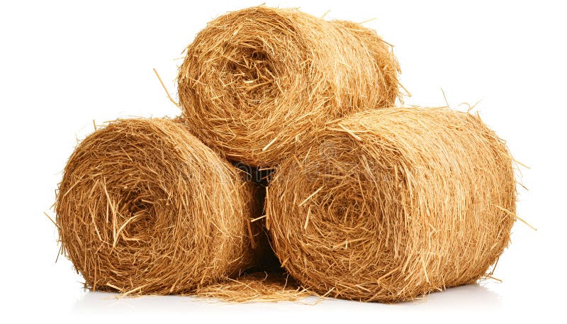 Heap of Dried Hay on White Background Stock Image - Image of livestock ...