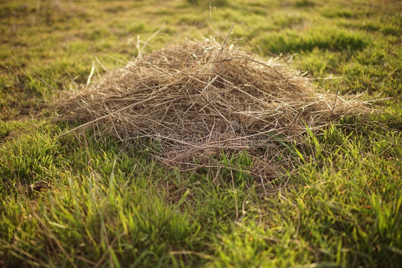 Heap of Dry Grass among Green Grass in a Sunny Garden Stock Photo ...