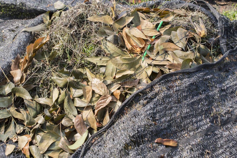 Heap of Dry Leaves and Waste Stock Photo - Image of pile, flora: 63598878