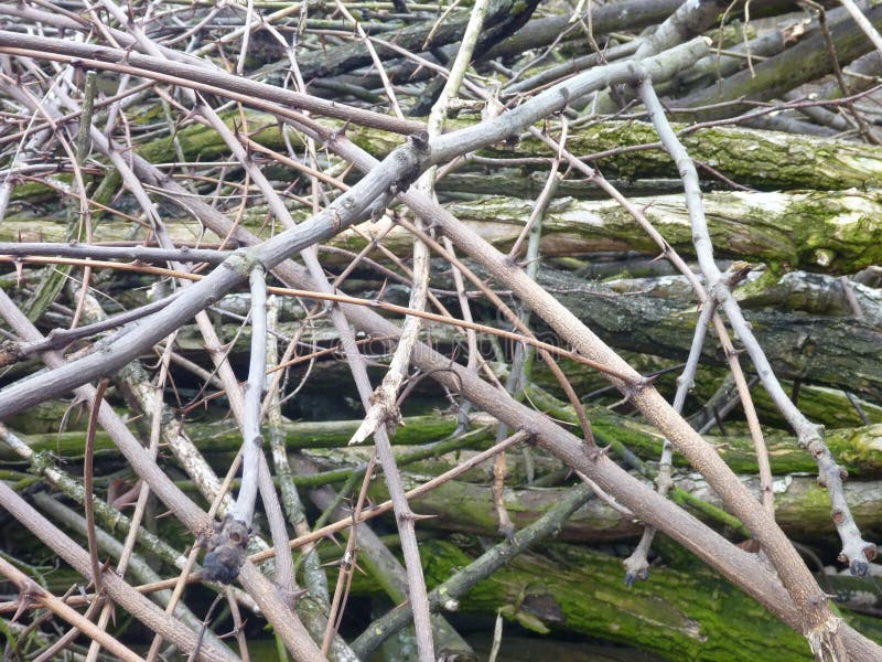Heap of Dry Tree Branches Cut in the Wood Stock Image - Image of batch ... Heap of Dry Tree Branches Cut in the Wood Stock Image - Image of batch ...