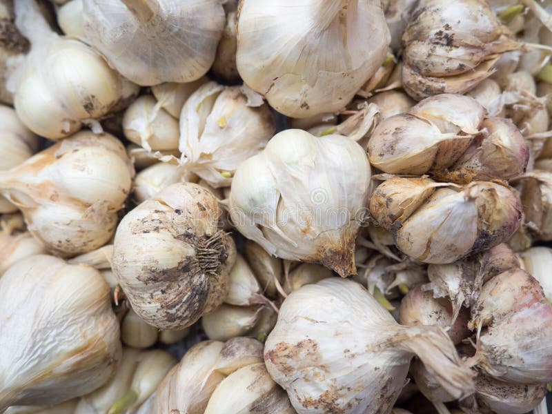 Heap of Drying Garlic Bulbs Stock Image - Image of condiment, heap ...
