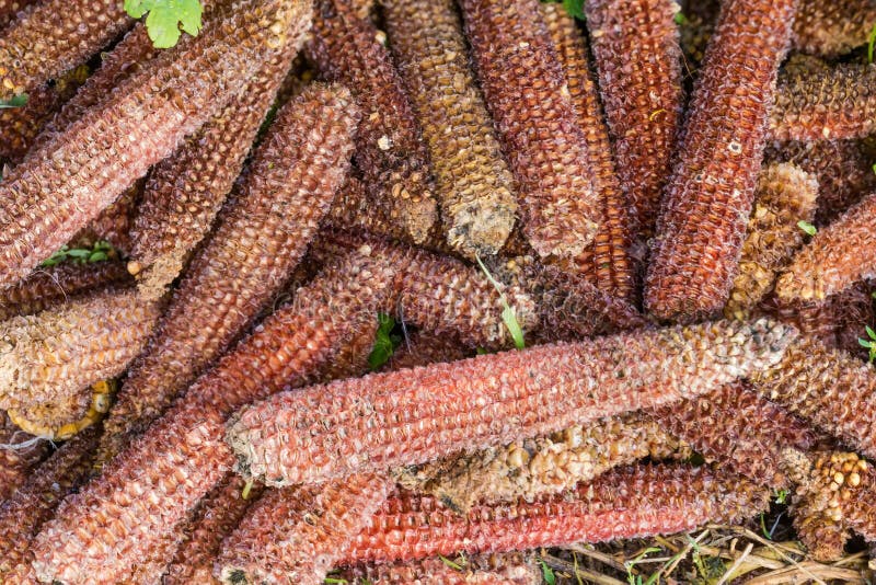Heap of the Empty Corn Cobs after Kernels Removing Stock Photo - Image ...
