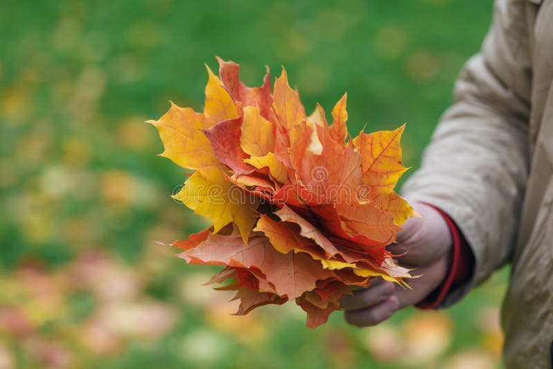 Heap of Autumn Leaf in Hands Stock Photo - Image of kindness, bright ...