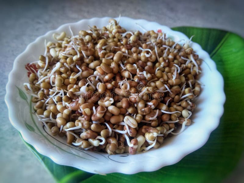 Heap of Fresh Sprouted Moth Beans or Math Beans in White Background ...