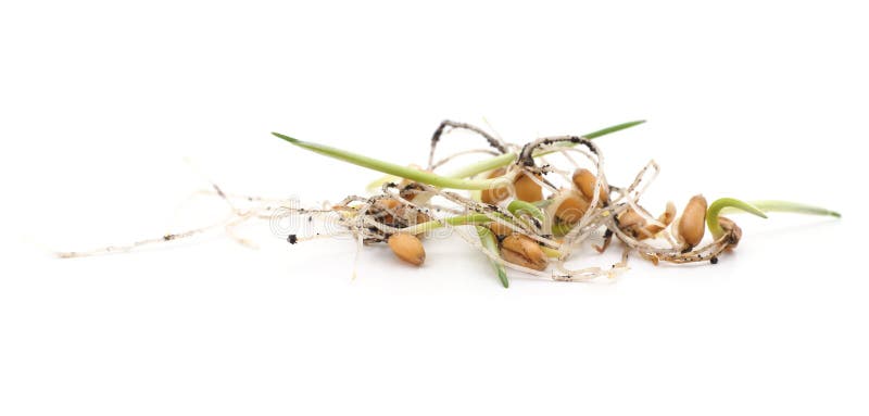 Heap of germinating wheat stock image. Image of agriculture - 266512765