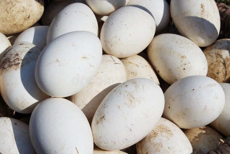 Heap of goose eggs stock image. Image of goose, grass - 62812601