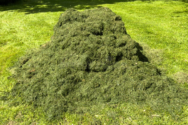 Heap of Grass on a Freshly Mown Meadow in Spring in the Park Stock ...