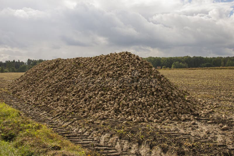 A Heap of Harvested Sugar Beet in the Field. Autumn Stock Photo - Image ...