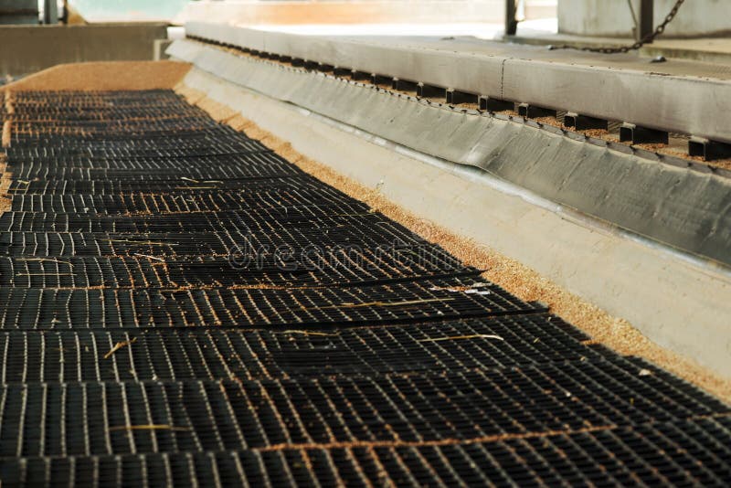 A Heap of Just Harvested Corn Inside a Container. Grain Poured F Stock ...