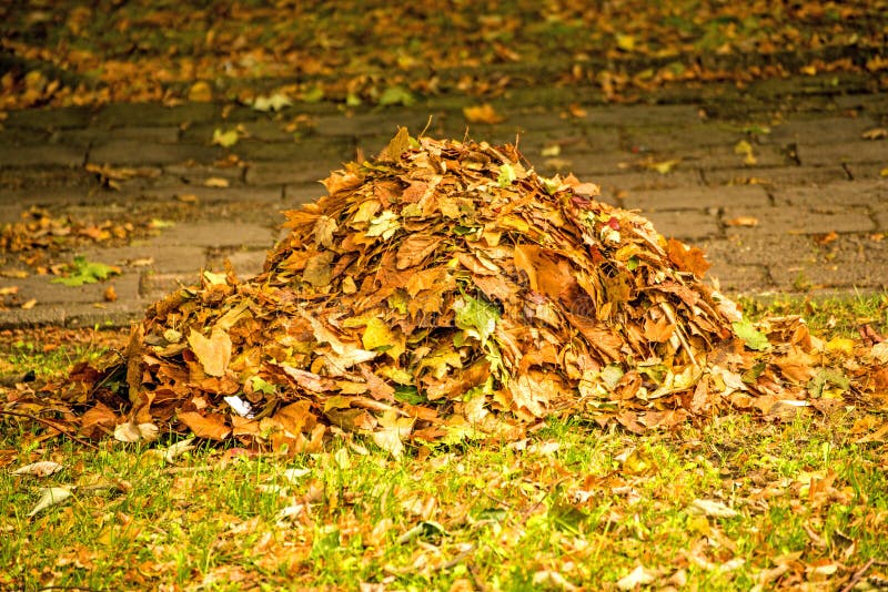 Heap of leaves stock image. Image of color, change, foliage - 26115569
