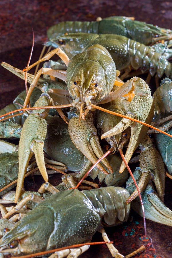 Heap live crayfish stock photo. Image of freshness, live - 48806292