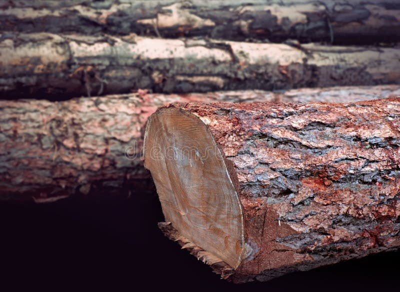 Heap of logs stock image. Image of pile, bark, heap, nature - 24468585
