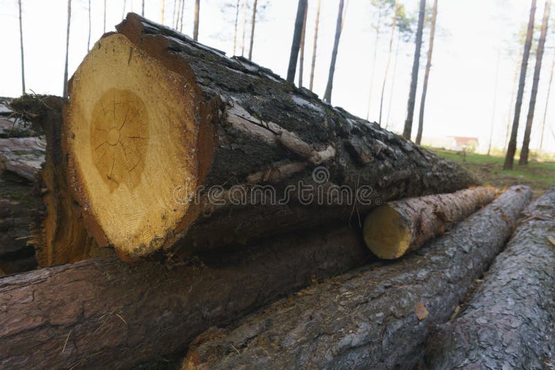 Heap of Long Wooden Logs Stacked Horizontally Close-up in the Forest ...