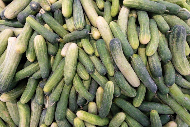 Low grade cucumbers stock photo. Image of fresh, view - 349439398