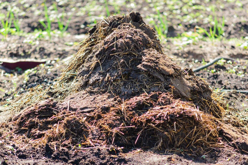 Stable manure composting stock image. Image of fertilizing - 14830791