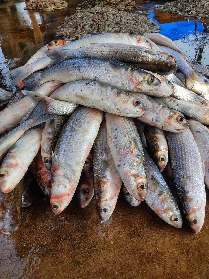Heap of Mullet Fish Mugil Cephalus Fish in Fish Market Stock Photo ...
