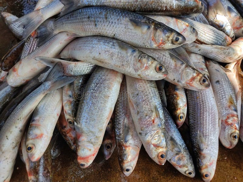 Heap of Mullet Fish Mugil Cephalus Fish in Fish Market Stock Image ...