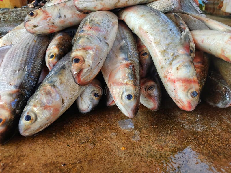 Heap of Mullet Fish Mugil Cephalus Fish in Fish Market Stock Photo ...