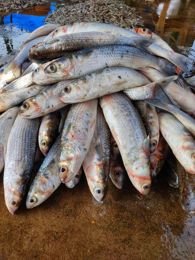 Heap of Mullet Fish Mugil Cephalus Fish in Fish Market Stock Photo ...