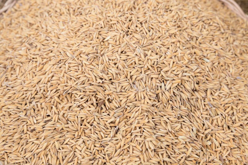 Heap of Natural Raw Paddy Rice Grains Stock Photo - Image of rough ...