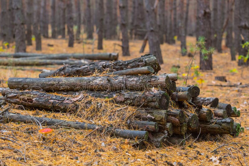 Heap of old pine tree log stock photo. Image of stoke - 78828014