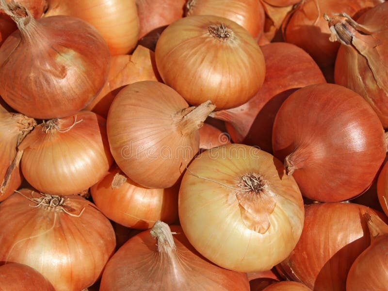 Heap of onions stock image. Image of bright, market, macro - 62384805