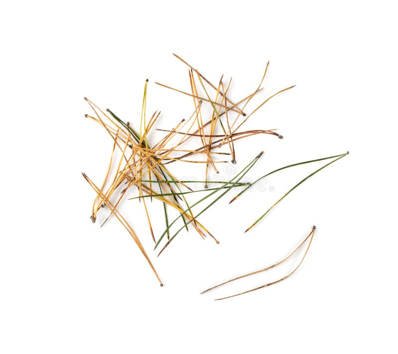 220 Heap Pine Needles Isolated White Background Stock Photos - Free ...