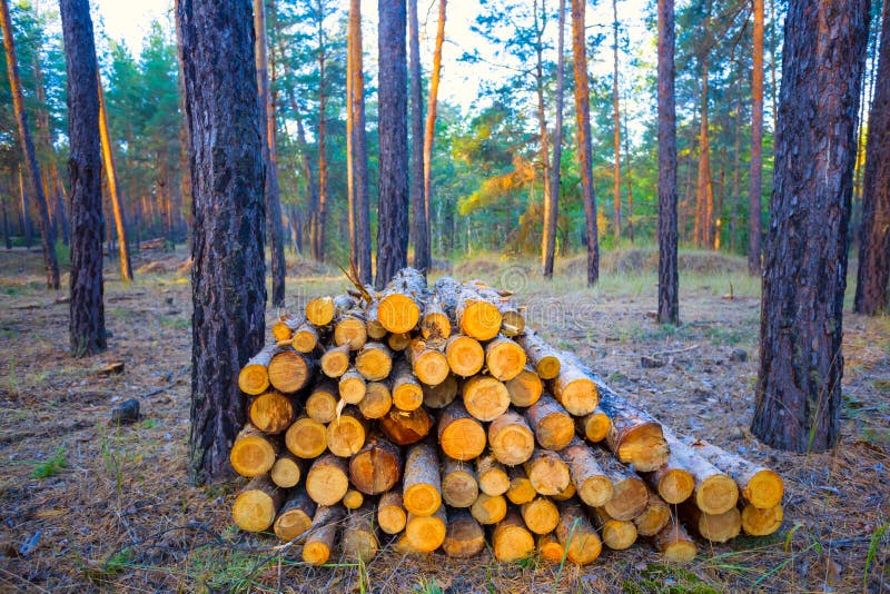Heap of Pine Tree Log Lie in Forest Stock Image - Image of heap, grove ...