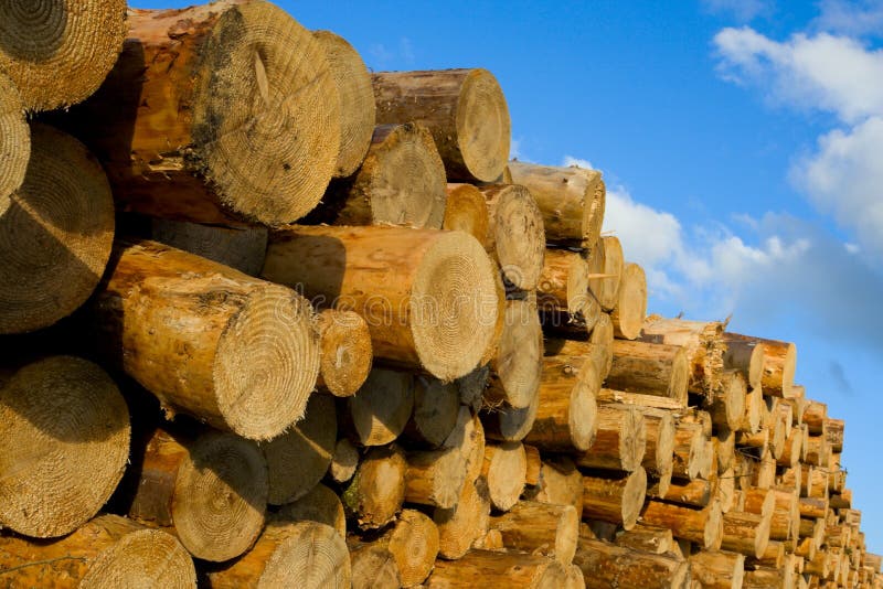 Heap of pine wood logs stock photo. Image of woods, outdoors - 13308732