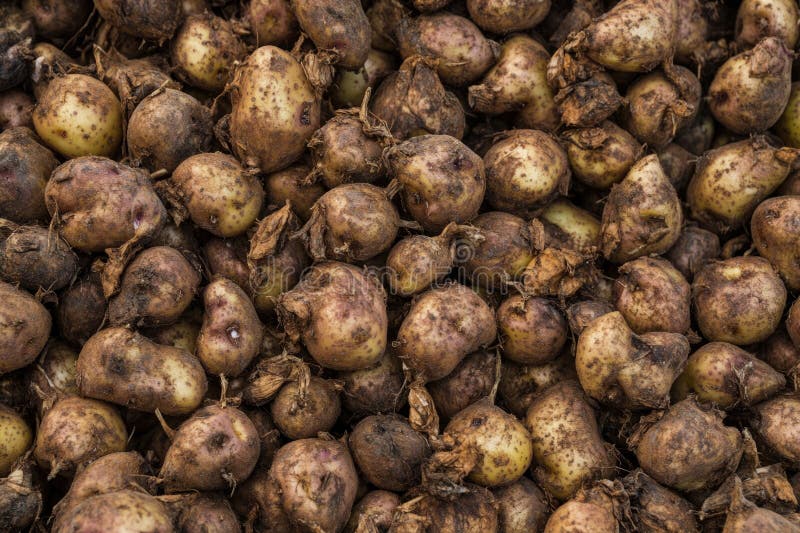 A Heap of Potatoes Piled High Stock Photo - Image of food, farming ...