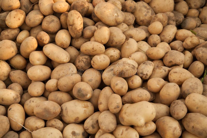 Heap of potatoes stock image. Image of russet, tasty - 51598521