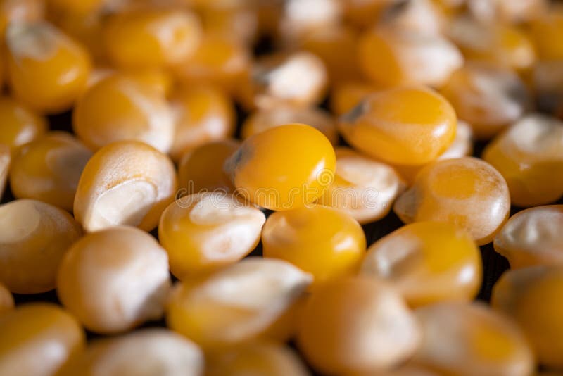 Heap of Raw Popcorn Grains Texture Background Stock Image - Image of ...