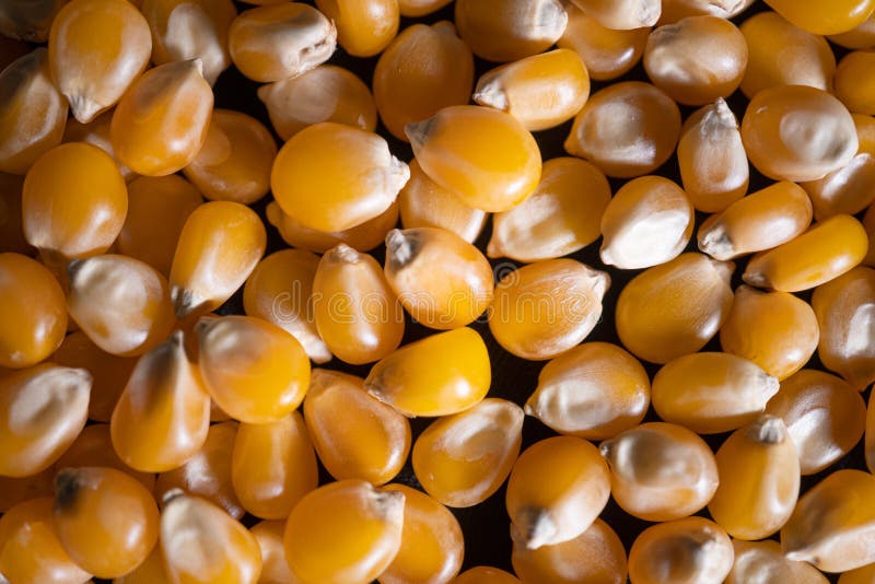 Heap of Raw Popcorn Grains Texture Background Stock Image - Image of ...