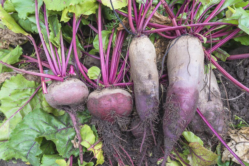 Spring gardening concept stock image. Image of food - 274220817