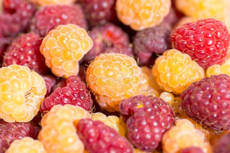 Heap of Red and Yellow Ripe Juicy Raspberry Stock Image - Image of ...