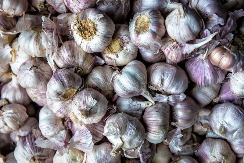 Heap of ripe garlic stock photo. Image of flavor, health - 192877060